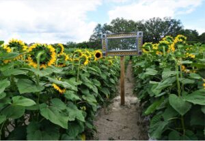 Sunflower U-Pick Season in Tampa Bay, Florida - Solo Travel Girl