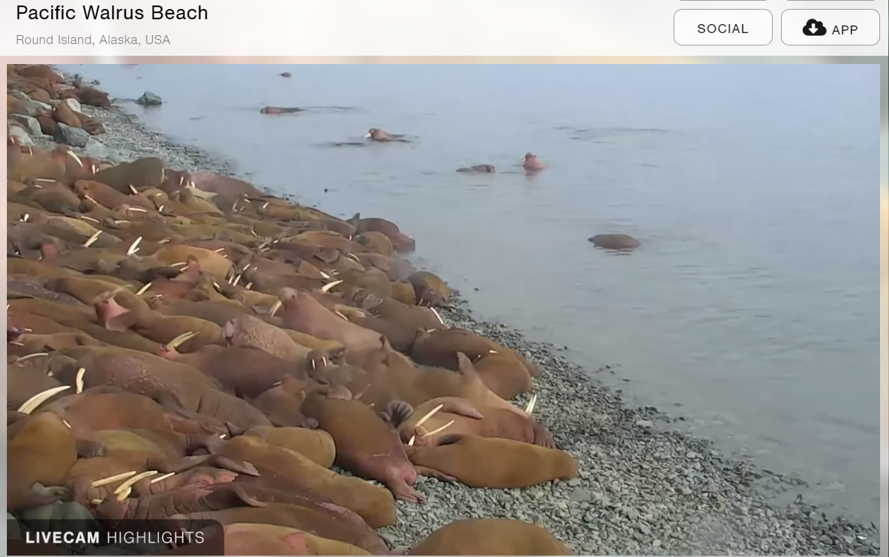 PacificWalrusBeach – Solo Travel Girl's Adventures