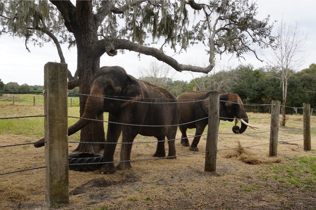 Spa Day at Myakka Elephant Ranch in Florida - Solo Travel Girl