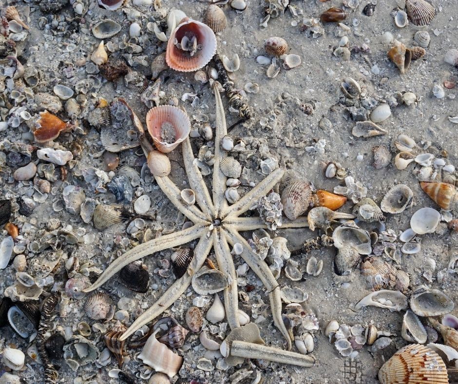 Best Shelling Experience in Southwest Florida: Treasure Seekers Shell ...