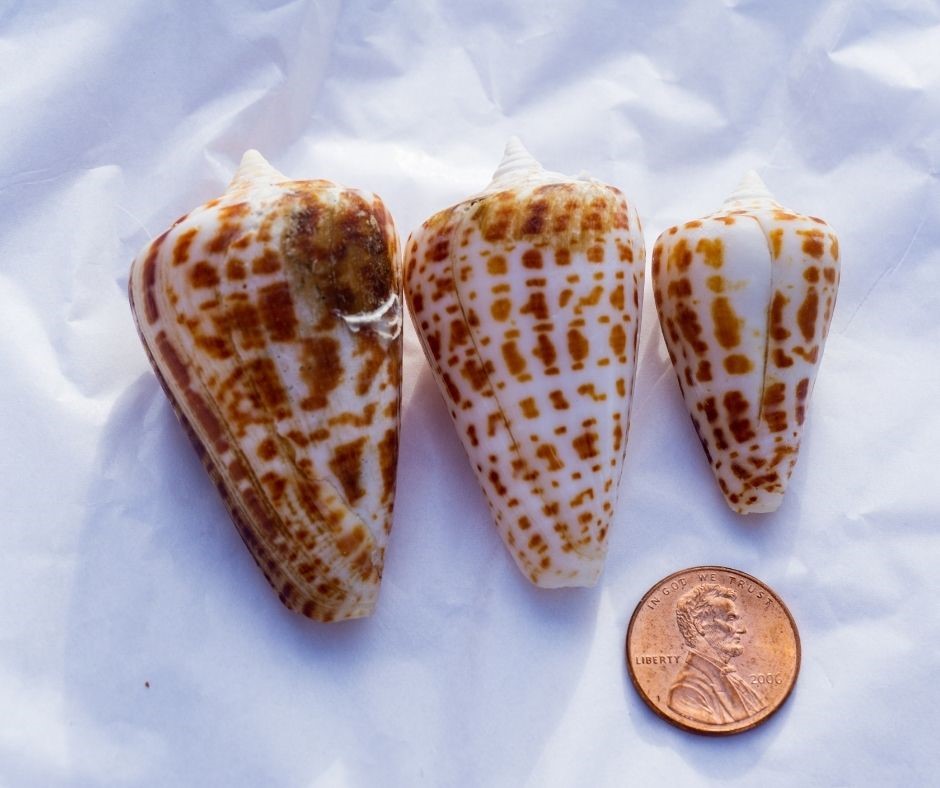 Best Shelling Experience in Southwest Florida: Treasure Seekers Shell ...