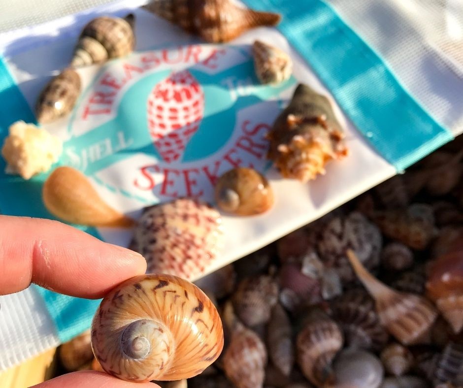 Best Shelling Experience in Southwest Florida: Treasure Seekers Shell ...