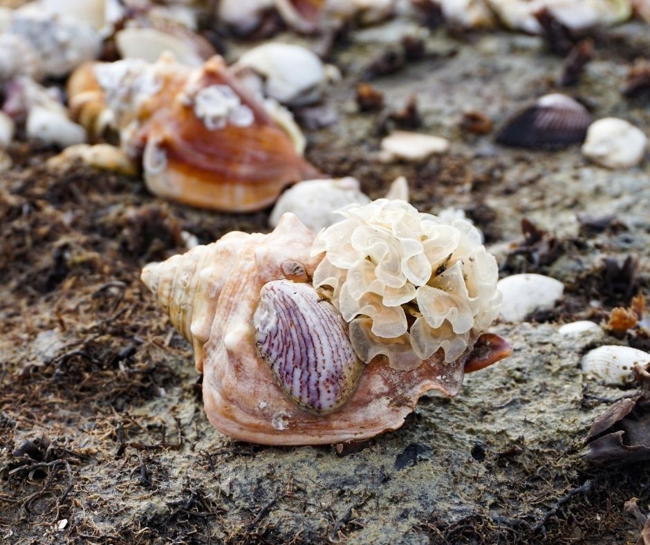 Best Shelling Experience in Southwest Florida: Treasure Seekers Shell ...
