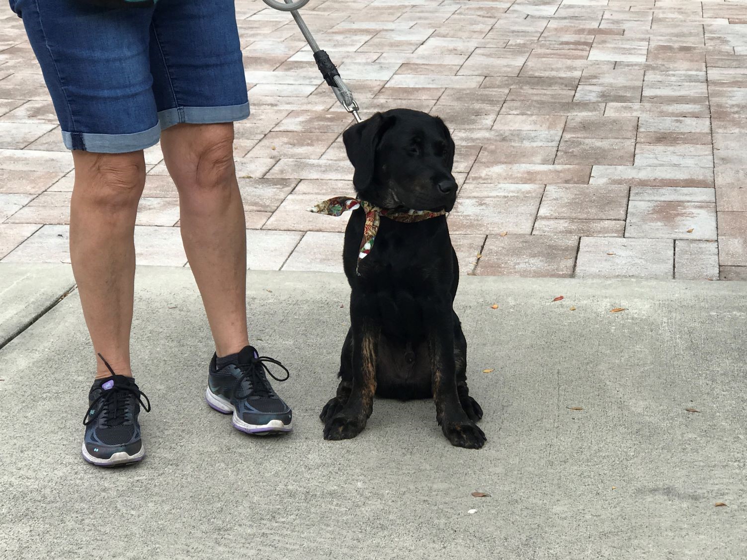 Things to do in Palmetto: See Where Four-Legged Heroes Train at ...