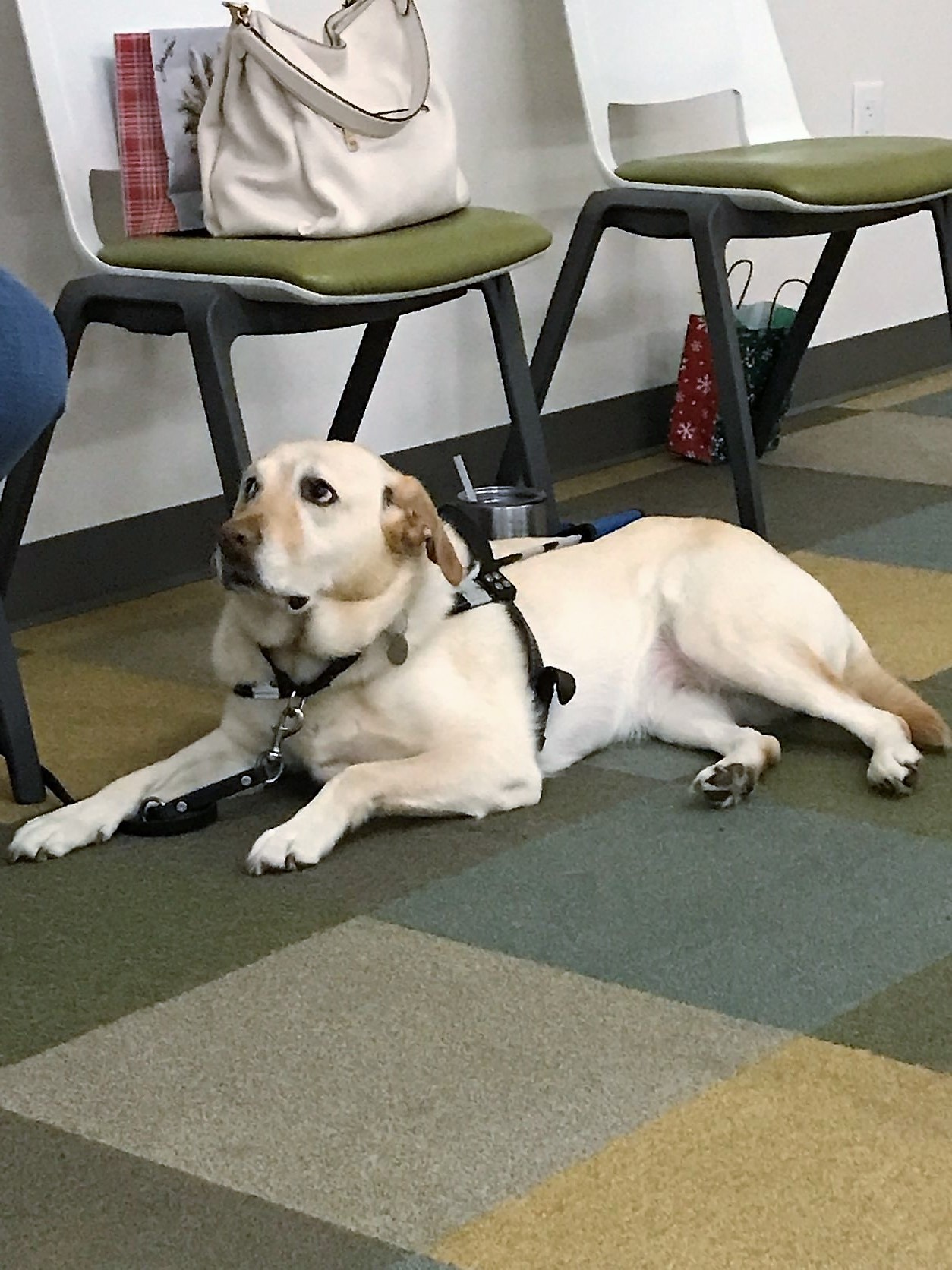 Things to do in Palmetto: See Where Four-Legged Heroes Train at ...